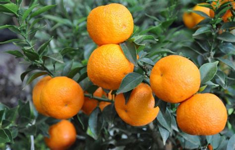 Temporada De Quinotos Chicas Barra