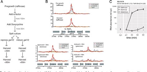Figure 4 From The Nucleosome Core Particle Remembers Its Position Through Dna Replication And