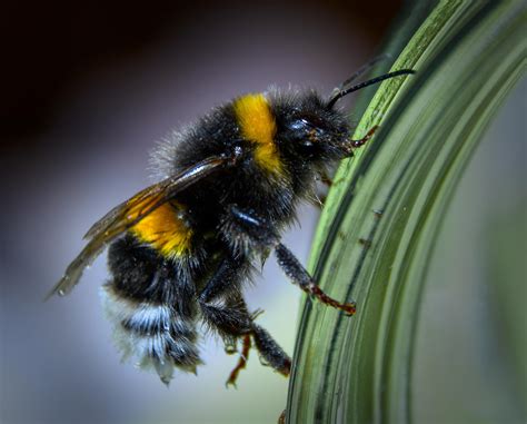 Bumblebee Bee Insect Free Photo On Pixabay Pixabay