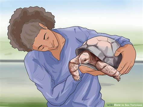 4 Ways To Sex Tortoises WikiHow