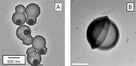 Examples Of Particles Designed With Self Assembly In Mind A Silica
