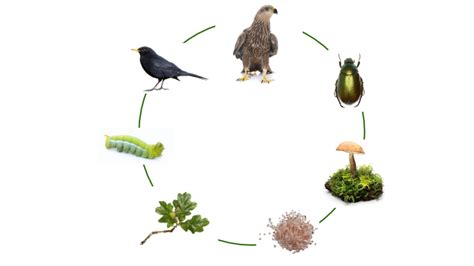 Voedselkringloop Eten En Gegeten Worden Natuurwijzer