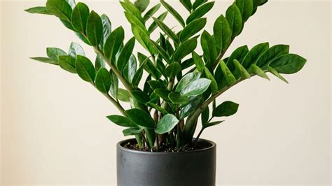 Complete Zz Plant Care Guide Everything You Need To Know