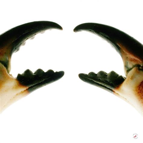 Canvas Crab claws by Pêcheur dimages Galerie Plisson La Trinité sur Mer