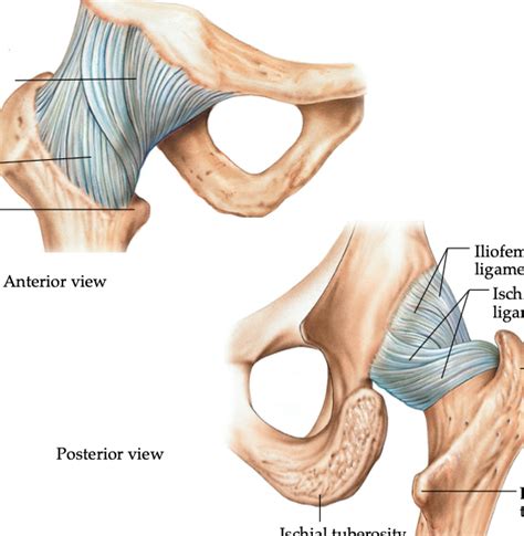Diagram Of Hip Joint Quizlet