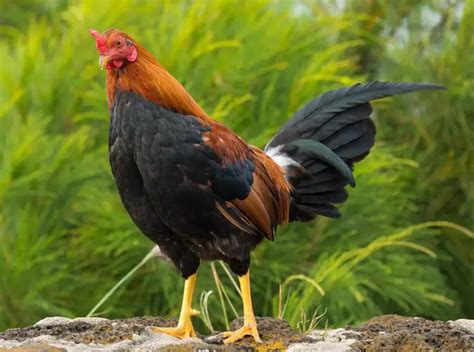 5 Types Of Feral Chickens In Hawaii Pictures And Identification