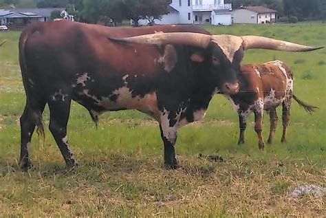 Cross Wrench Ranch Maryland