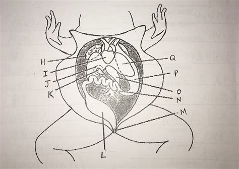 Frog Body Diagram Pt 1 Diagram Quizlet