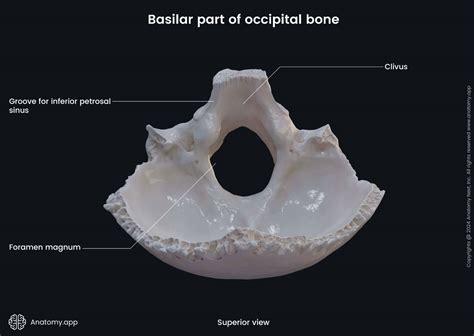 Basilar Part Of Occipital Bone Superior View Anatomy App