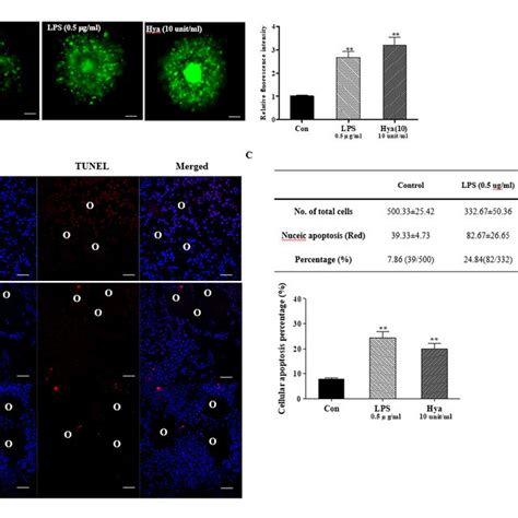 Detection Of Ros Production And Cellular Apoptosis By Tunel Staining In Download Scientific