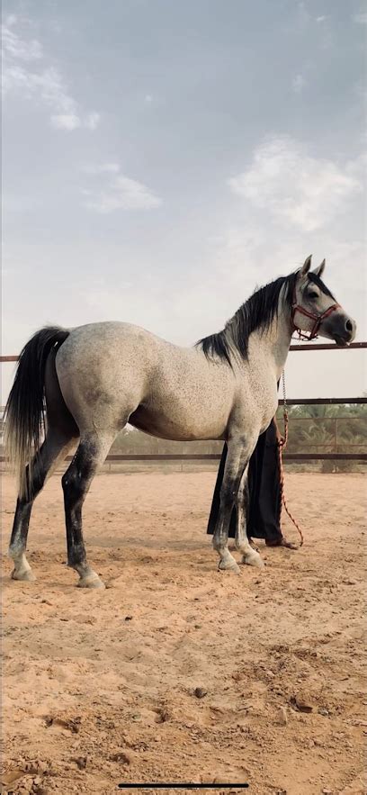أفضل 10 إسطبلات خيول بالخرج دليل أفضل 10