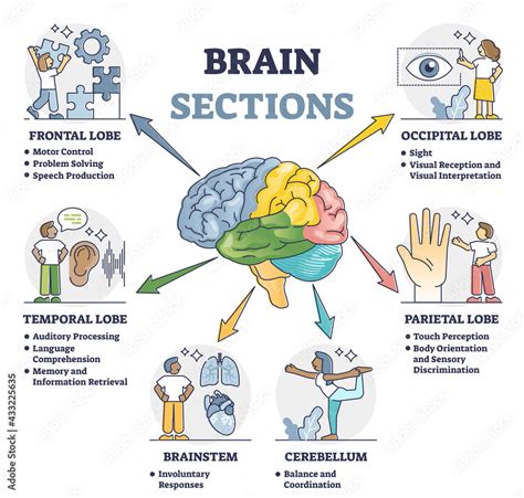 Brain Labeled With Functions