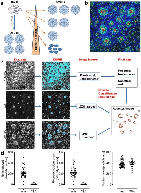 Quantification Of Rosette Formation Neural Rosettes Were Fixed
