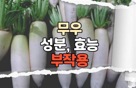 무우 효능과 부작용 무우나물 맛있게 하는 법 정리