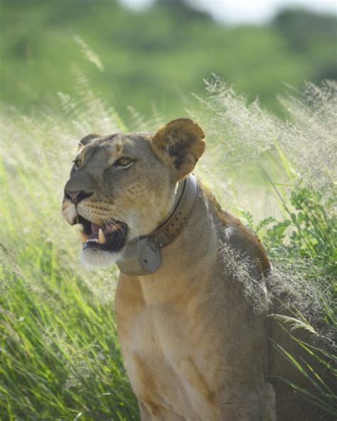 Fahlo Ferociously Fabulous News 🐾 Say Hello To Mbeneiyo The Newest Addition To The Fahlo
