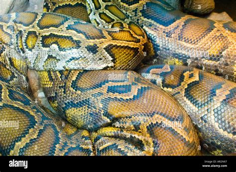 Loops Of Reticulated Python Python Reticulatus The Worlds Longest Snake Species Stock Photo