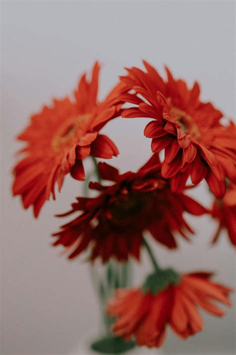 거베라 데이지 거베라 고립된 고요한 꽃 꽃 장식 꽃 침대 꽃 피는 나무 꽃꽂이 꽃다발 꽃무늬 꽃병 꽃에 앉은 나비 꽃이 피는 꽃잎 다채로운