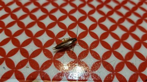 To Eat A Cockroach Rtherewasanattempt To Eat A Cockroach Rtherewasanattempt