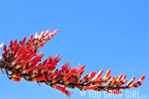 Ocotillo In Bloom You Grow Girl
