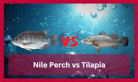 Tilapia Vs Cancer At Mitchell Dorgan Blog