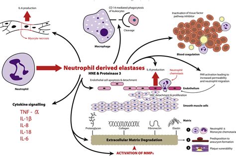 Figure 1 From Role Of The Endogenous Elastase Inhibitor Elafin In