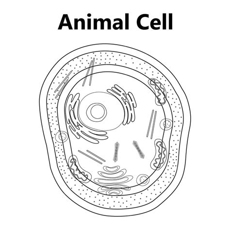 Premium Vector Illustration Of The Plant Cell Anatomy Structure