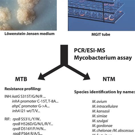 Basic Flow Chart Of The Pcresi Ms Assay Download Scientific Diagram