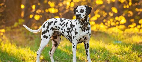 Dalmatian Puppies With Brown Spots