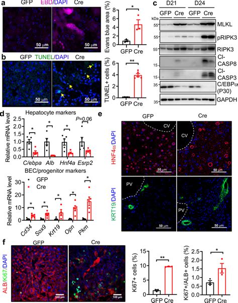 Hepatic Neddylation Deficiency Promotes Hepatocyte Damage And Excessive