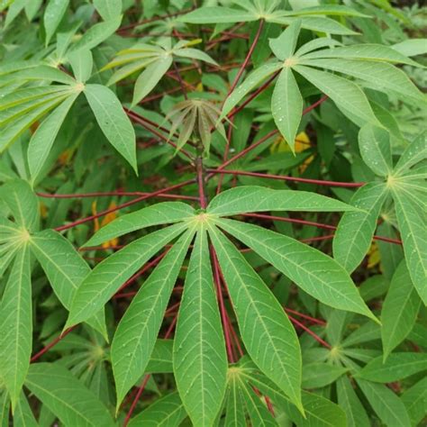 Cassava Leaves