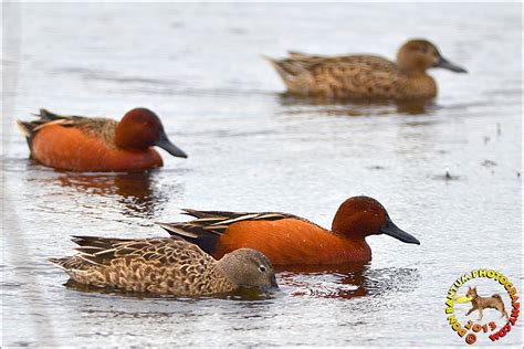 Cinnamonteal03 Cinnamon Teal Male And Female Flickr