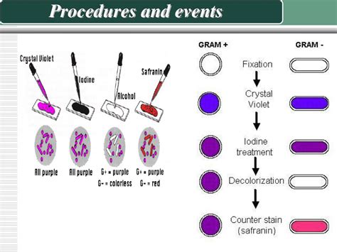 PPT Bacterial Stains PowerPoint Presentation Free Download ID 525569