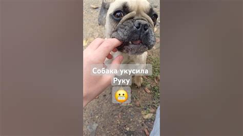 Французский бульдог бульдожка Shorts слива осень Youtube