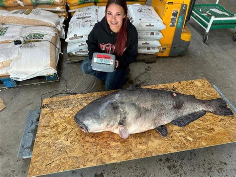 World Record Catfish Caught Tennessee Fishing Records And Awards