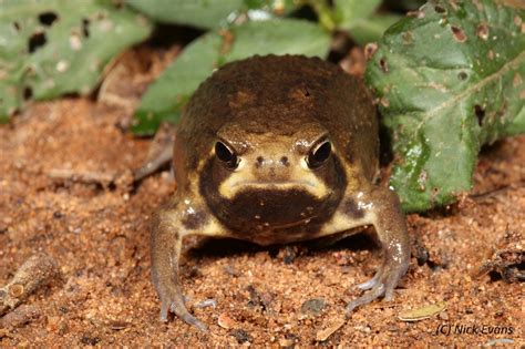 Mozambique Rain Frog Breviceps Mossambicus Bdi