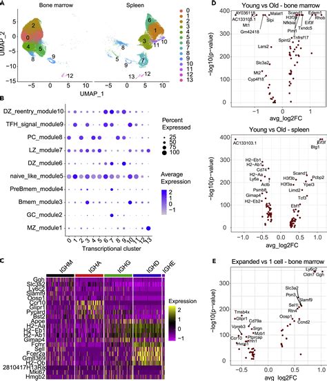 generation of a single cell b cell atlas of antibody repertoires and