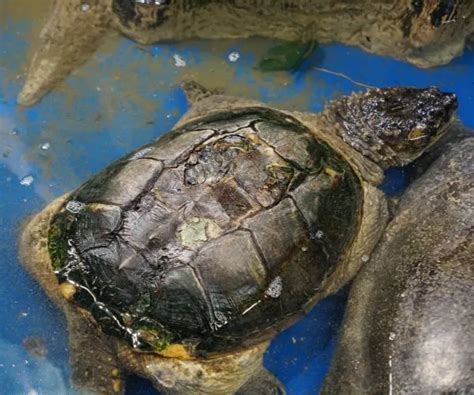 Turtle First Aid Turtle Injuries Or Bites All Turtles