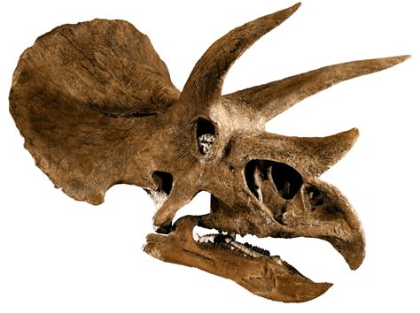 Triceratops Horridus Skull