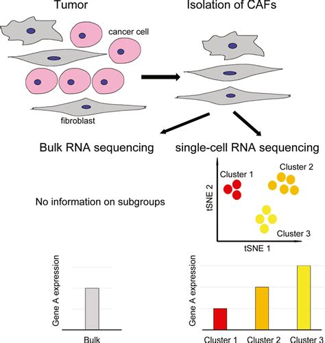 Comparison Of Bulk Sequencing And Single‐cell Rna‐sequencing Analysis Download Scientific