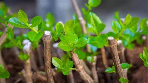 Troc De Plantes Indre