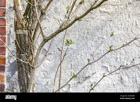 Growth Form Of Sambucus Nigra Sambucus Nigra Tree Trunk And Branches