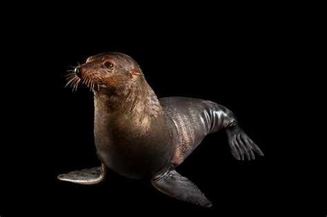 Guadalupe Fur Seal Arctocephalus Townsendi Joel Sartore
