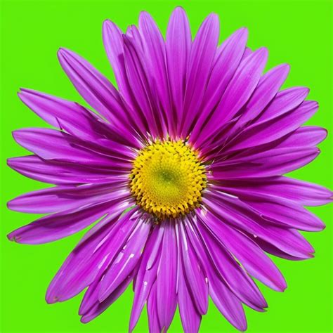 Premium Ai Image Colorful Flower