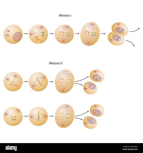 Meiosis
