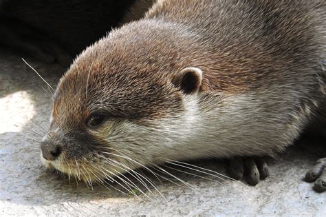 2000 Free Otter Clipart And Otter Images Pixabay