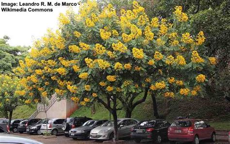 Small Yellow Flowering Trees With Pictures Identification Guide