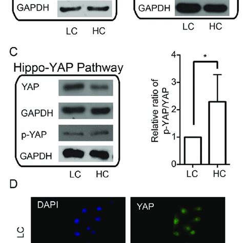 Alterations To Erk Akt And Hippo Yap Pathways With Respect To Cell Download Scientific Diagram