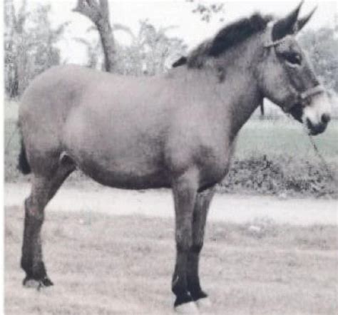 1971 Pedongi An Indian Army Service Crops Mule Captured A Pakistani