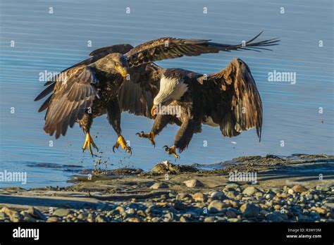 Usa Alaska Chilkat Bald Eagle Preserve Bald Eagle Juvenile And Adult