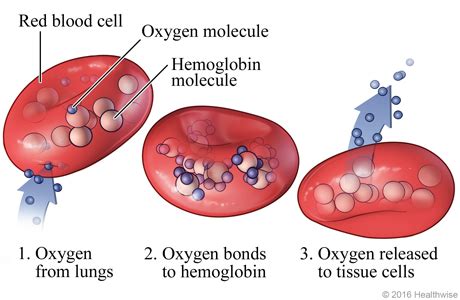 The Circulatory System Part 1 Evolution And Blood The Biology Classroom